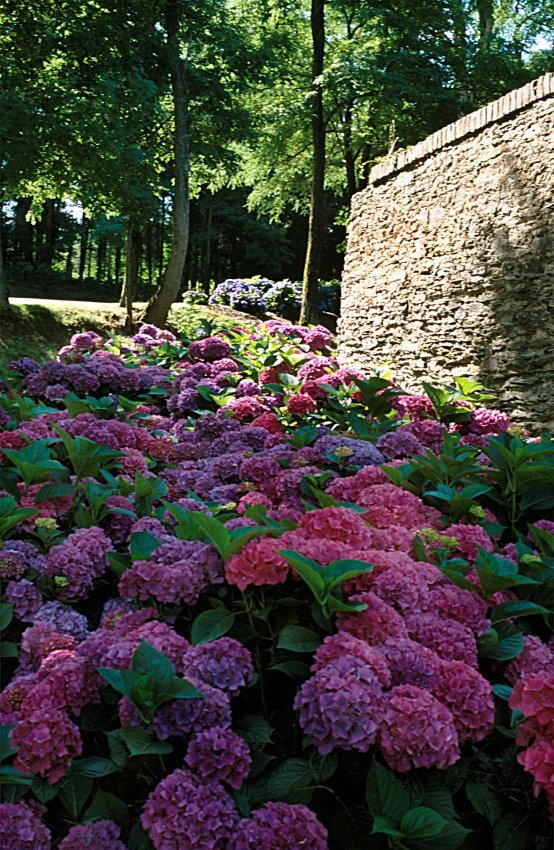 Circuit des Hortensias - Association des Parcs et Jardins de Bretagne